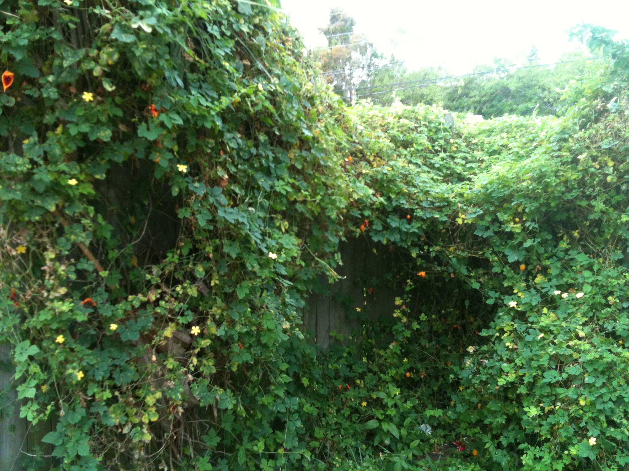 The Benefits of Cerasee